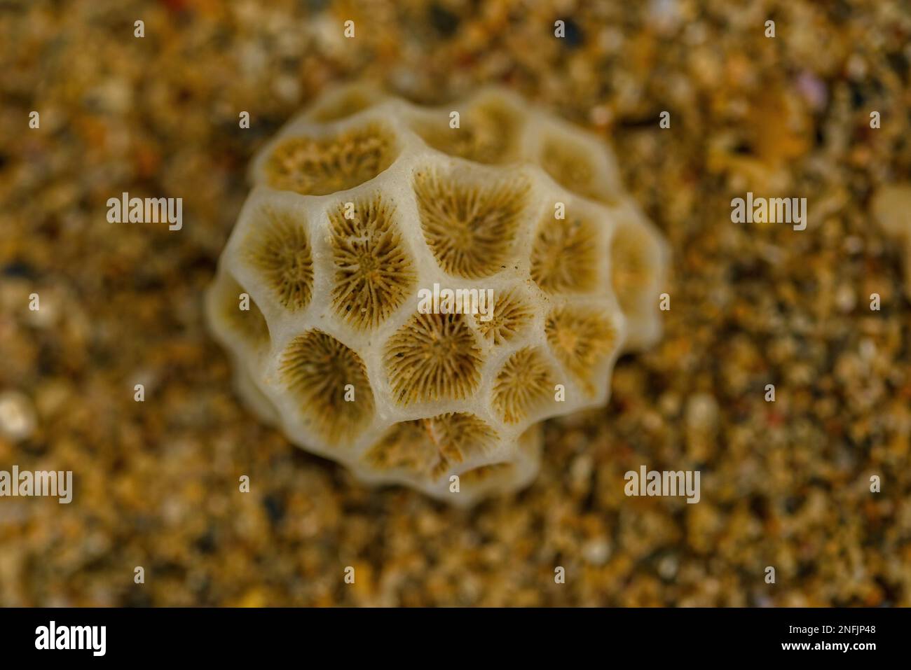 This close-up photo of a seashell highlights the intricate details and ...
