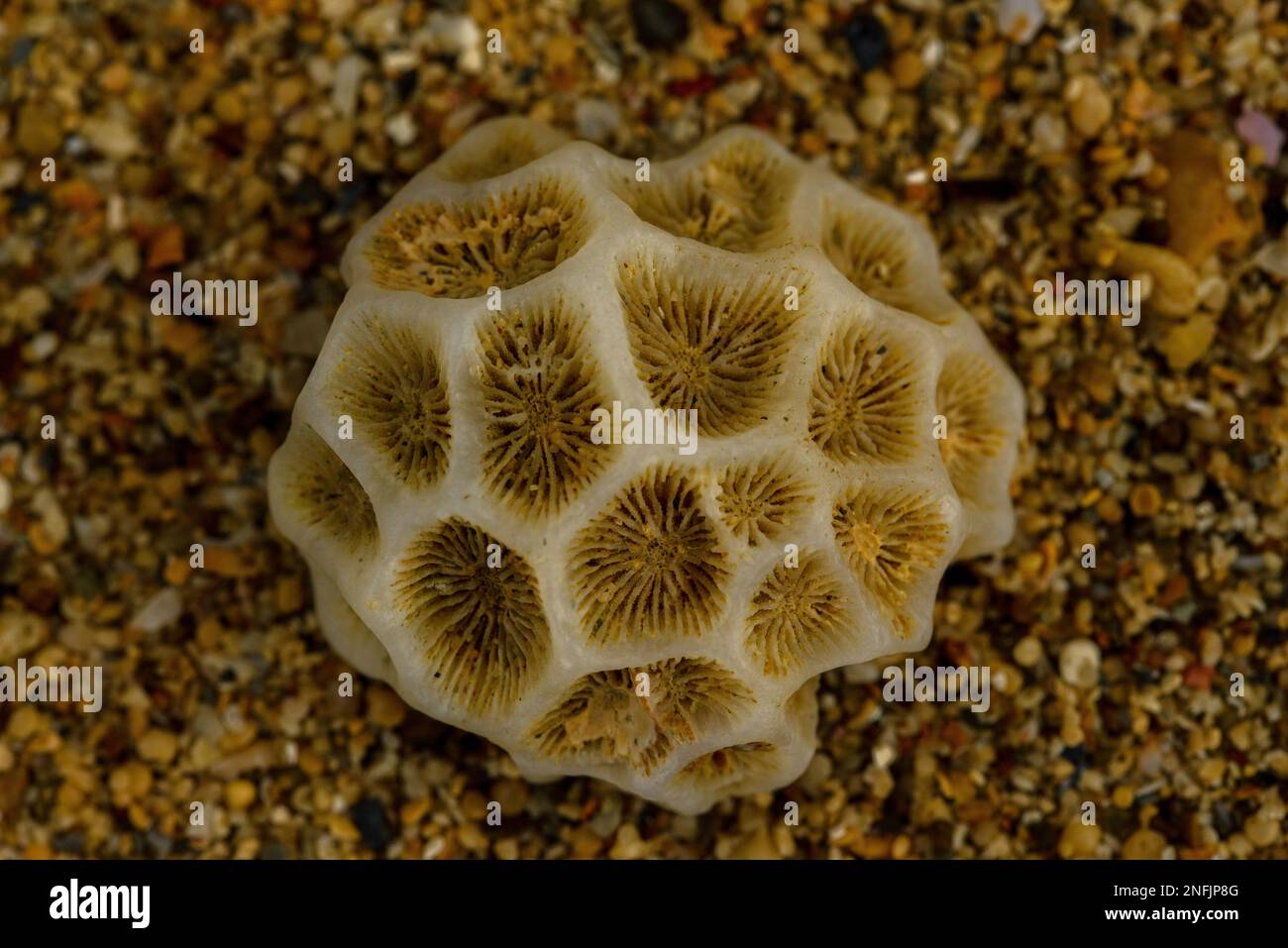 This close-up photo of a seashell highlights the intricate details and ...