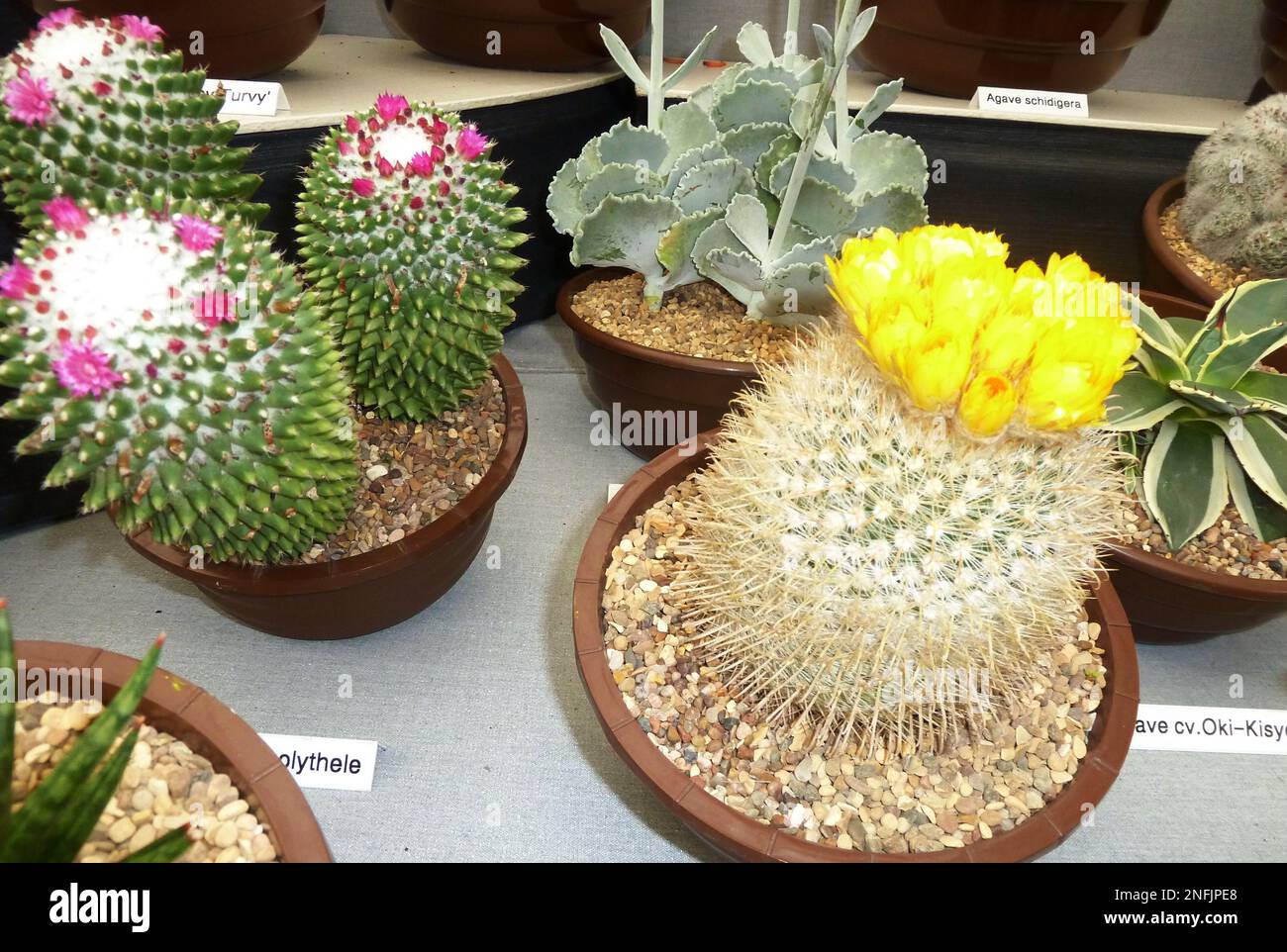 cacti at the BBC gardens, Birmingham, UK Stock Photo - Alamy