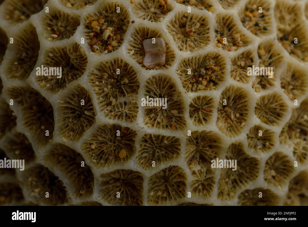 This close-up photo of a seashell highlights the intricate details and ...