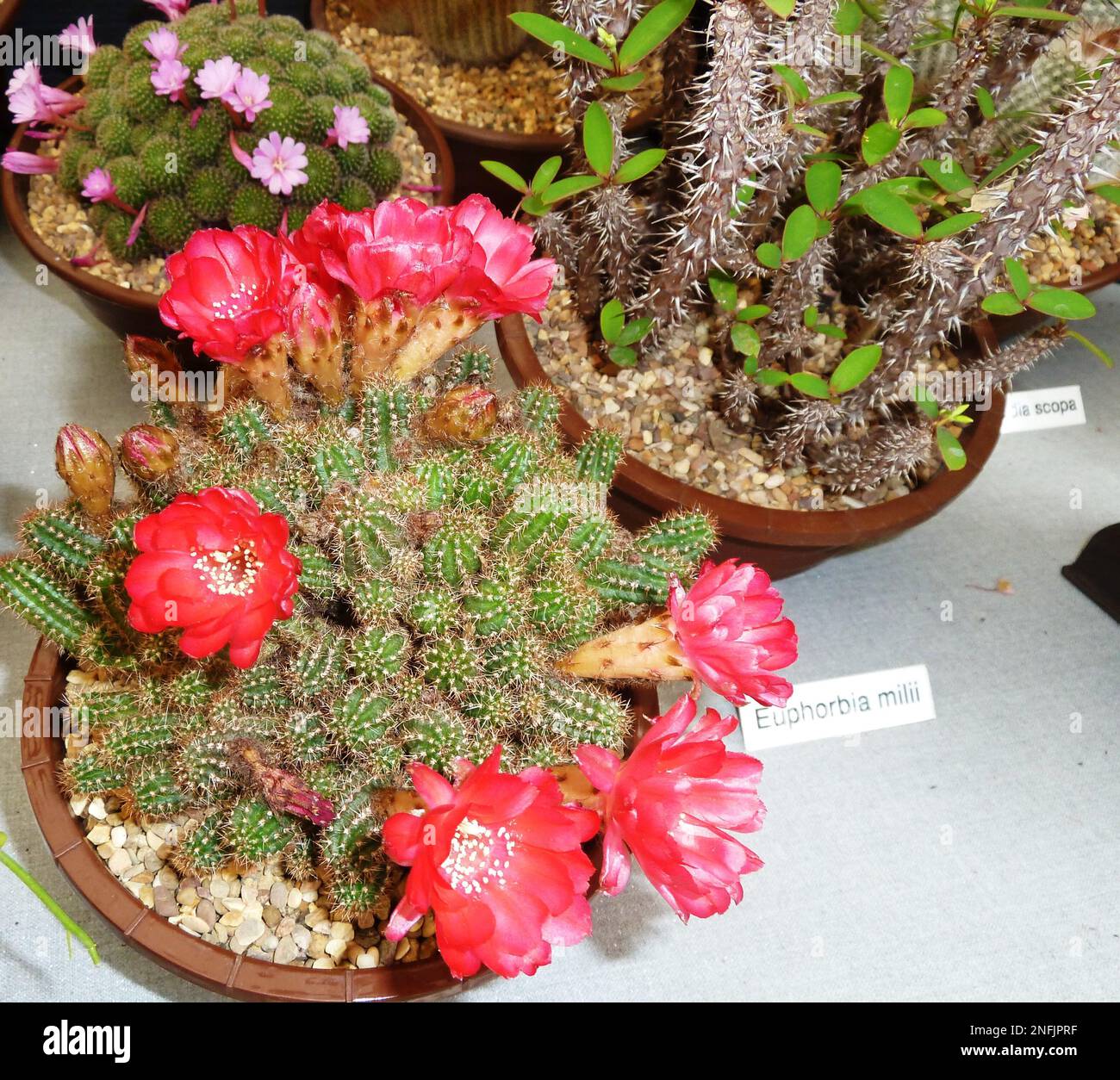 cacti at the BBC gardens, Birmingham, UK Stock Photo - Alamy