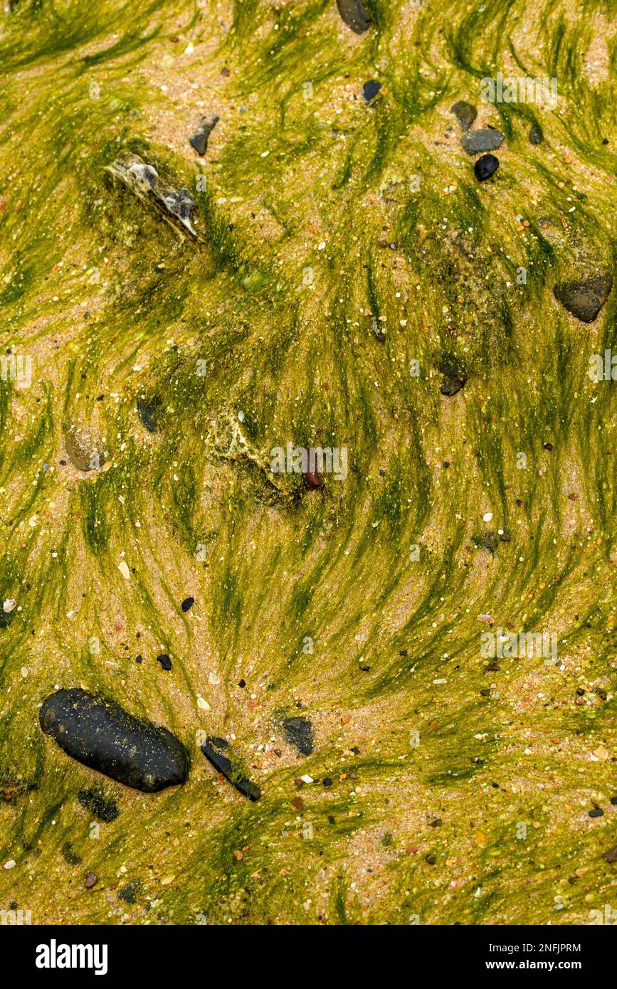 This close-up photo of green algae showcases the intricate and unique ...