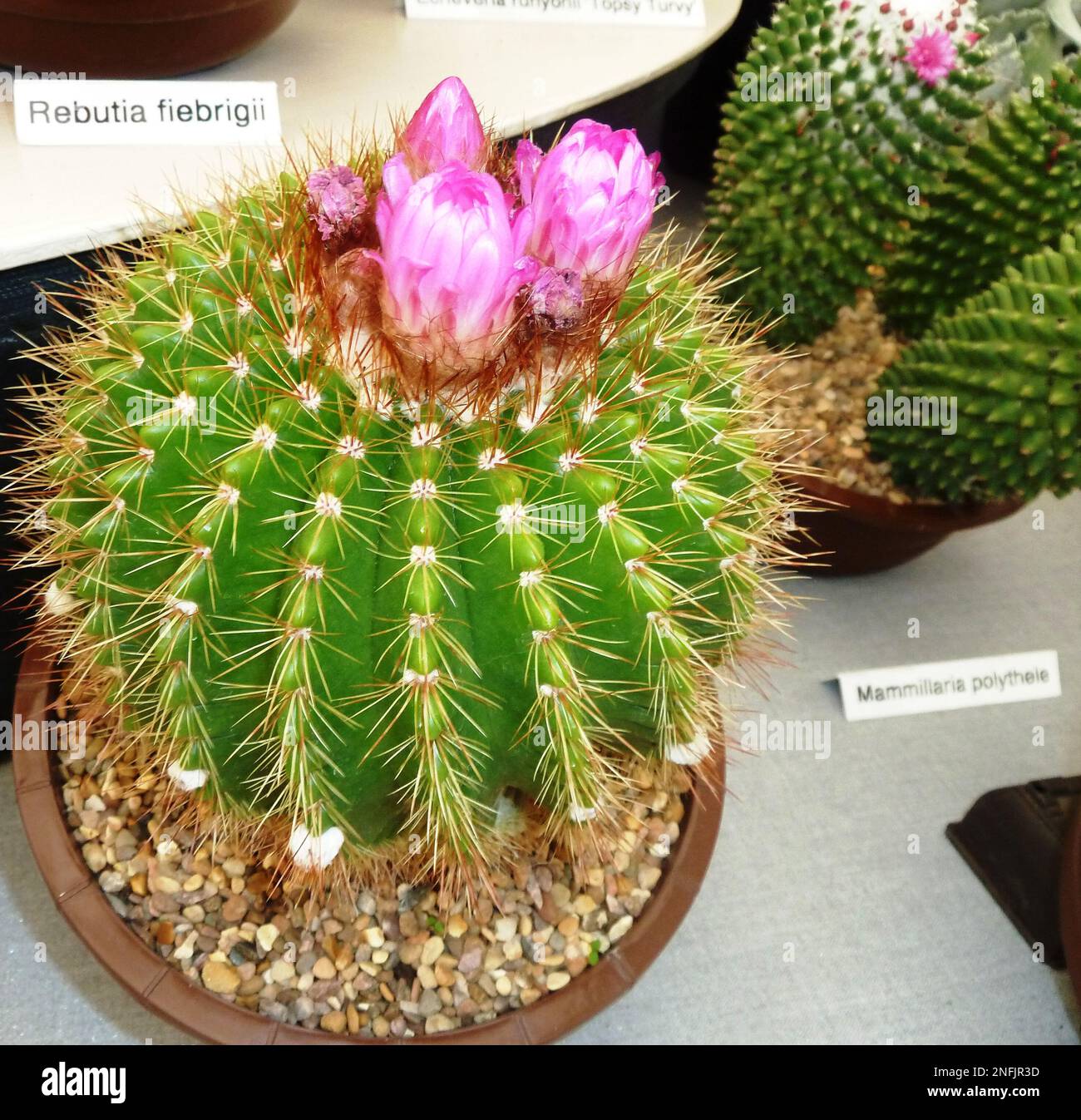 Birmingham botanical gardens cactus hi-res stock photography and images ...