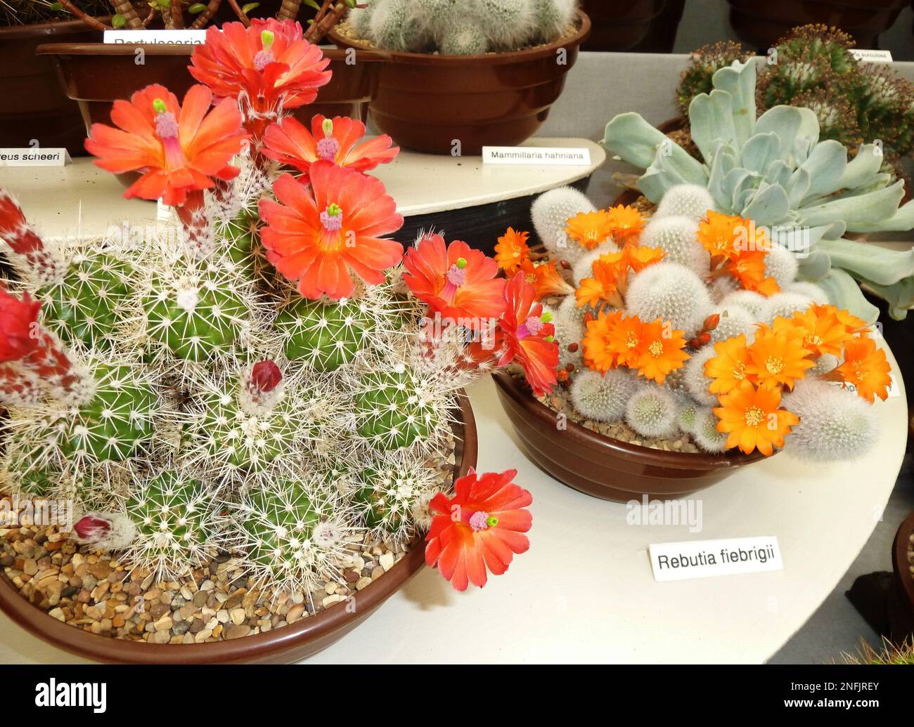 Scientific name cactaceae hi-res stock photography and images - Alamy