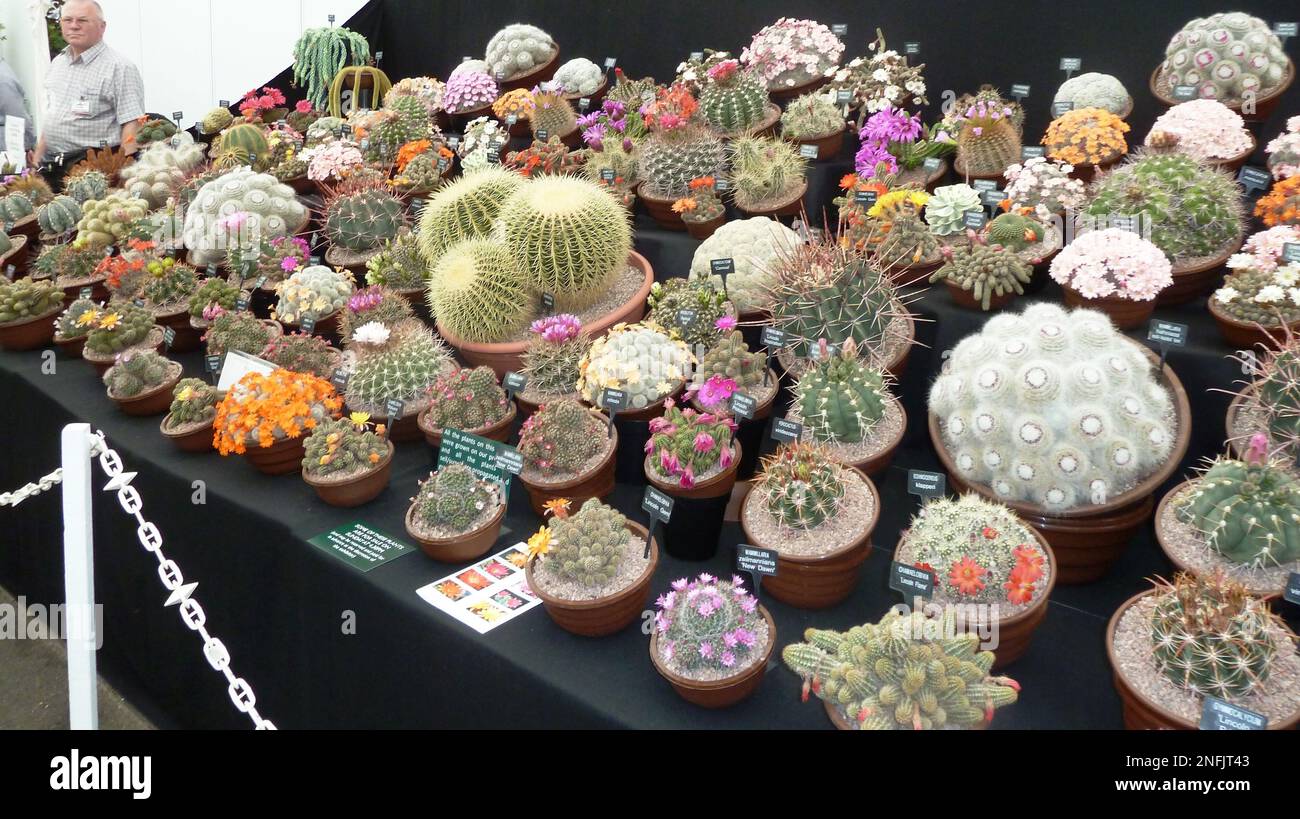 cacti at the BBC gardens, Birmingham, UK Stock Photo - Alamy