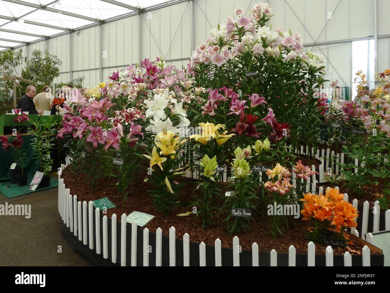 BBC Gardens, Birmingham, UK, lilies Stock Photo - Alamy