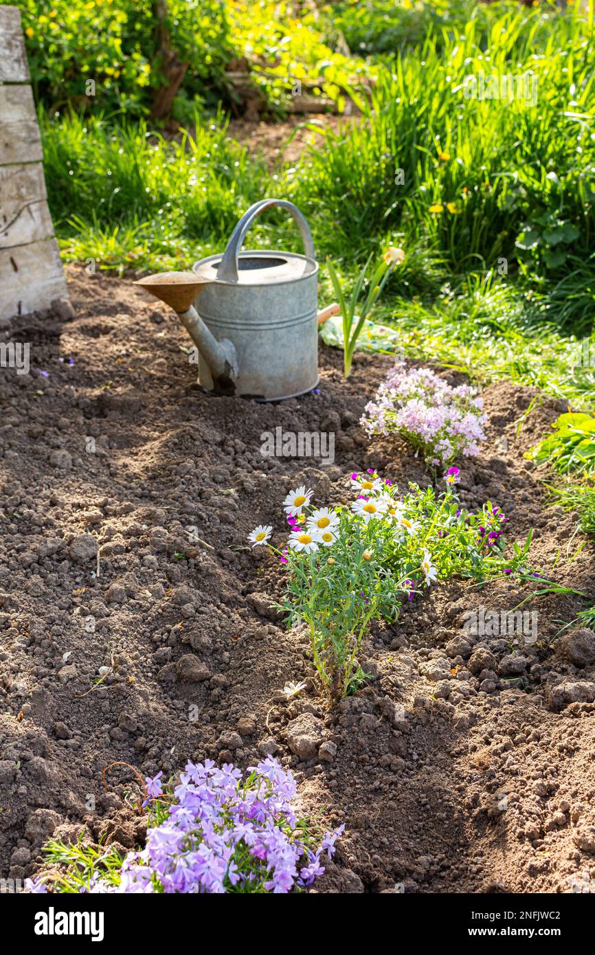 Spring garden decoration with flowers, planting flowers in the ground ...
