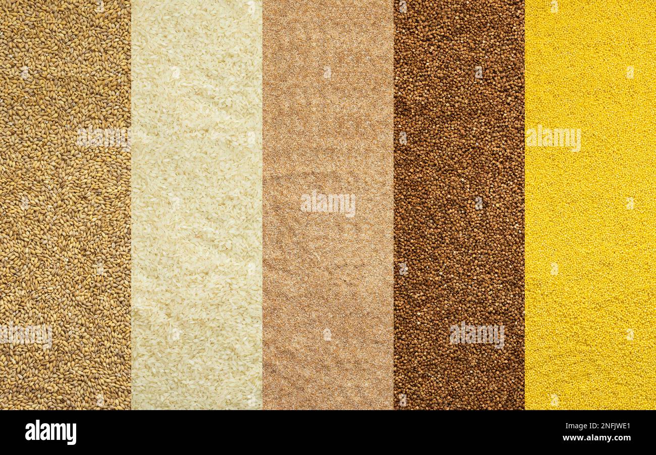 Various grain cereals banner, top view, pearl barley and white rice ...