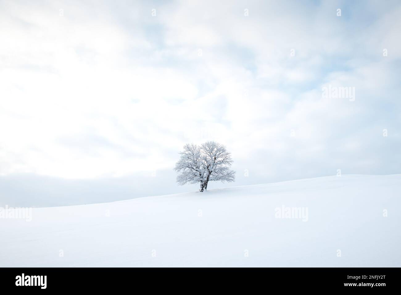 Historic monumental tree covered in snow and a pure untouched snow ...
