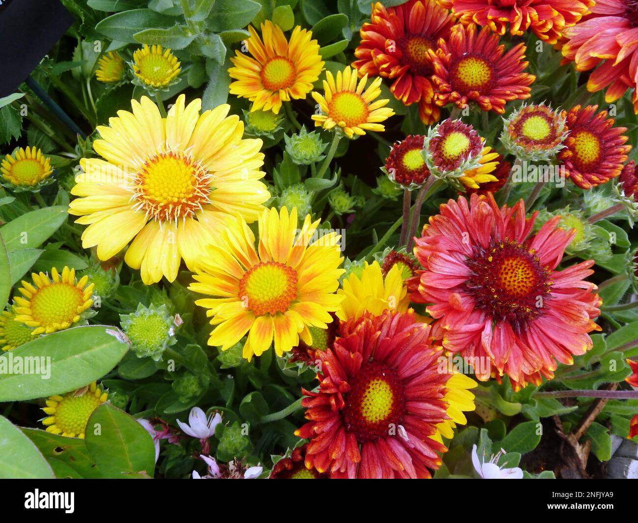 flowering plants of the genus Chrysanthemum at BBC gardens, Birmingham ...