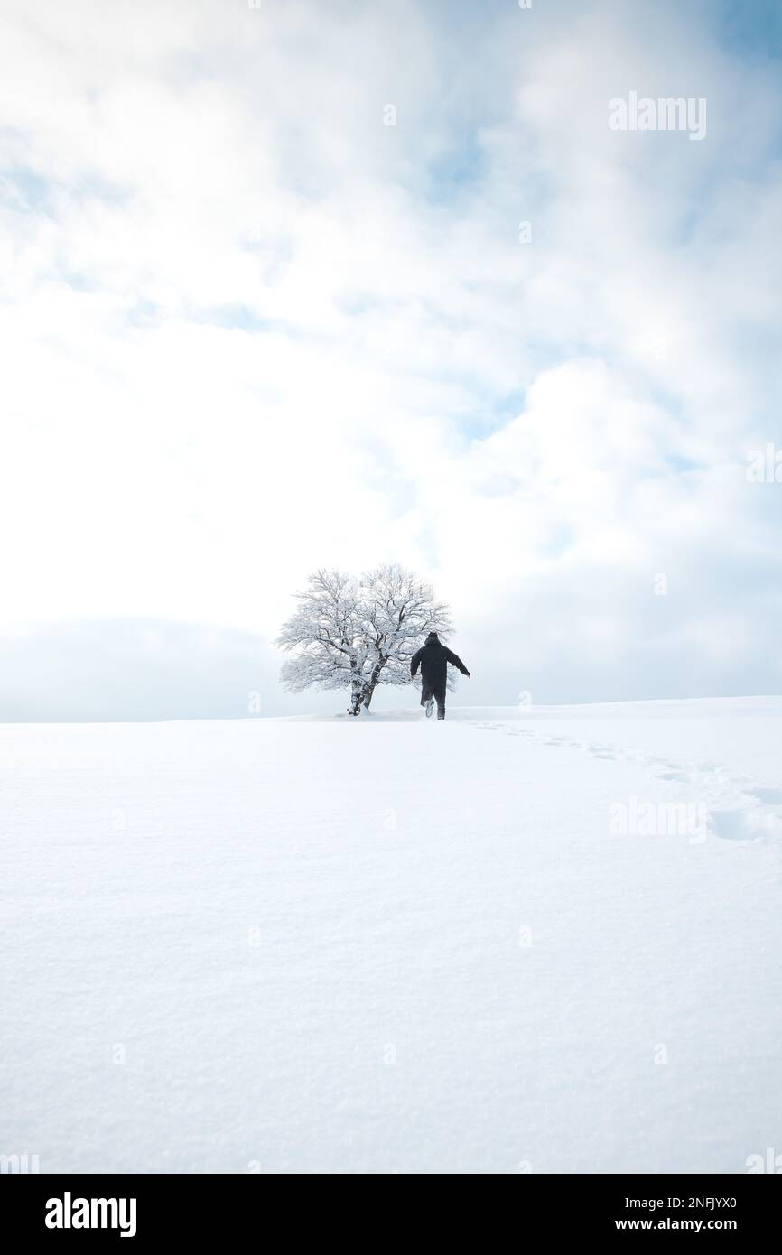 Historic landmark tree covered in snow and a clean untouched snowfield ...
