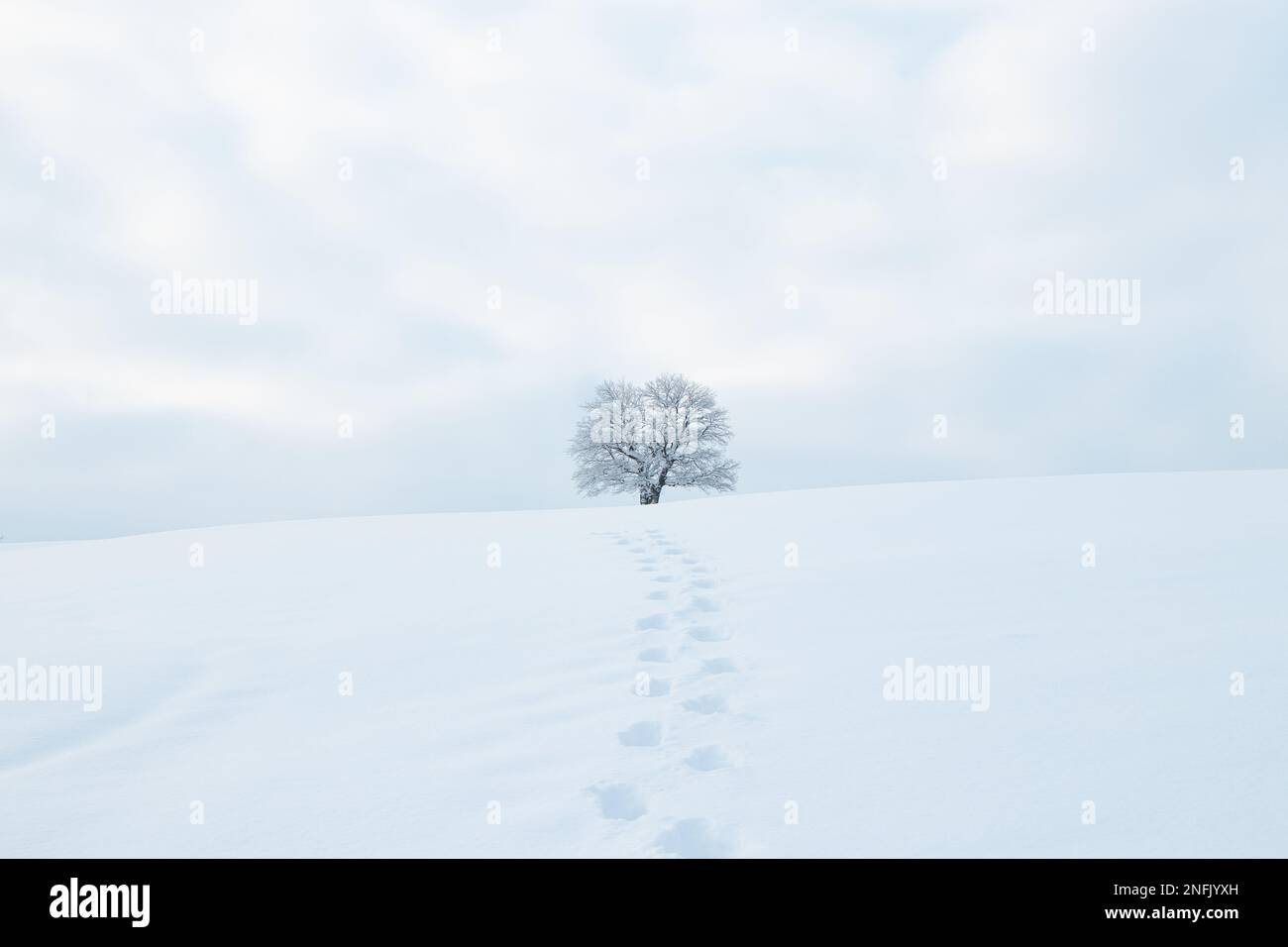 Historic landmark tree covered in snow and a clean untouched snowfield ...