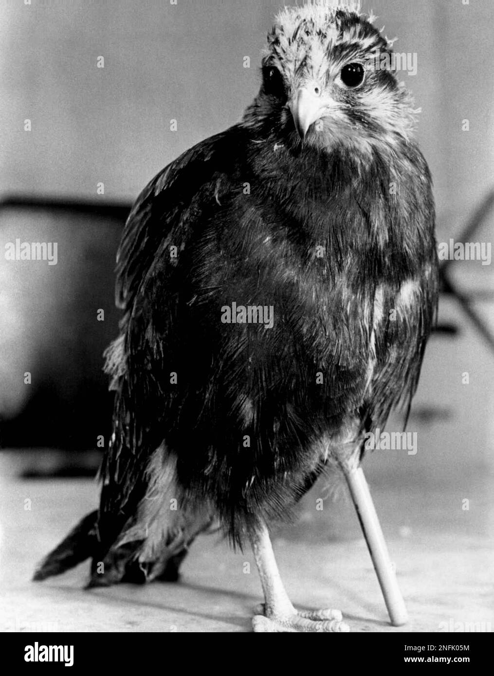 Jack, a Brown Hawk, was sent recently to Taronga Zoo, in Sydney ...