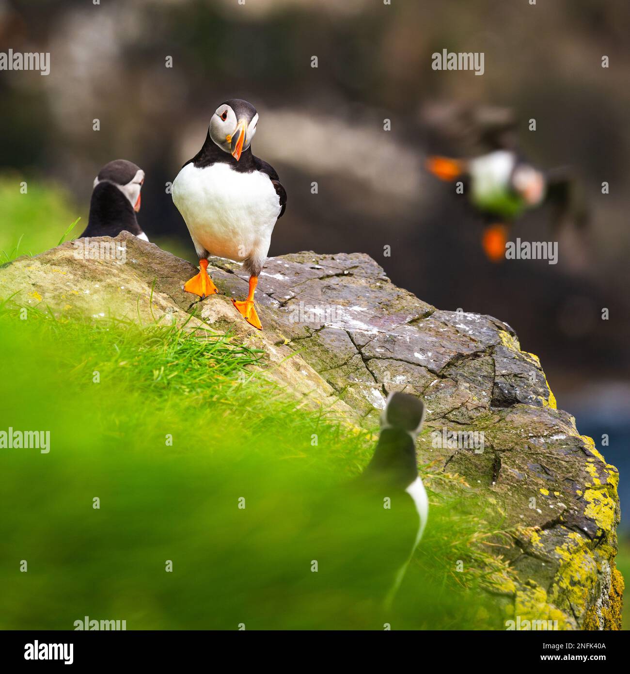 Puffins of the Faroe Islands, Mykines, Denmark, Europe Stock Photo - Alamy