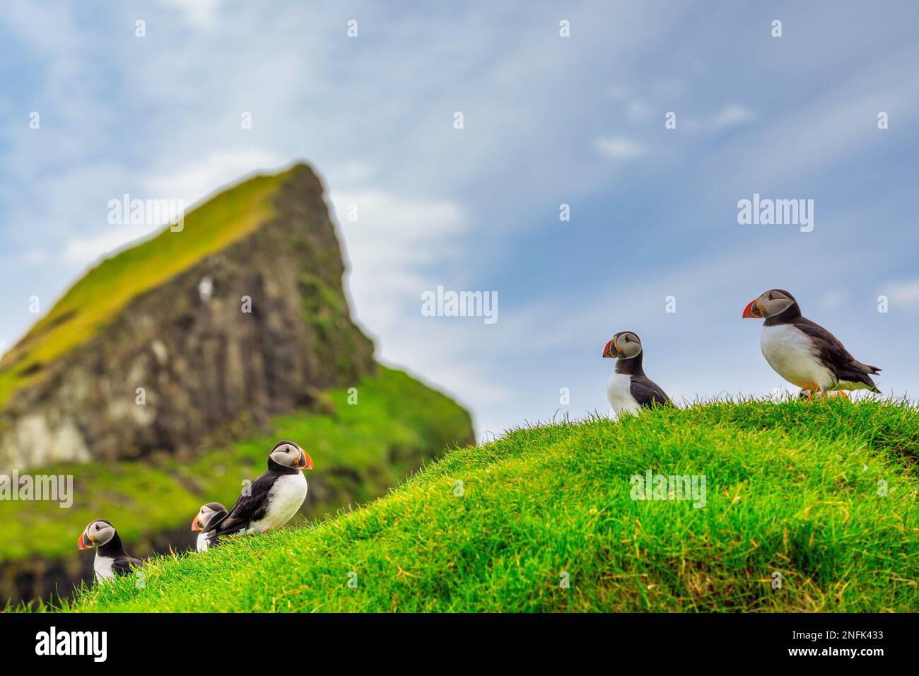 Puffins of the Faroe Islands, Mykines, Denmark, Europe Stock Photo - Alamy