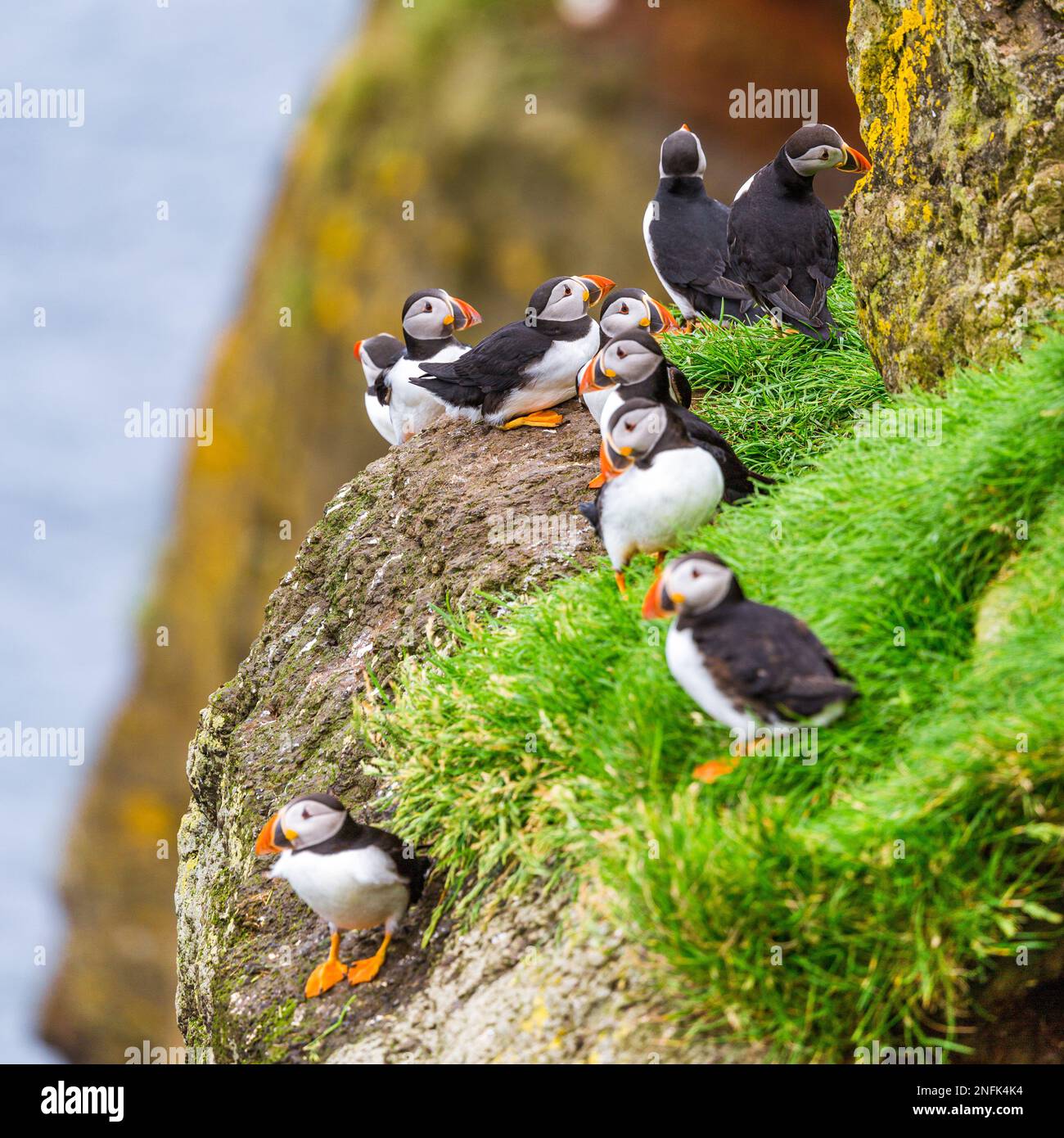 Puffins of the Faroe Islands, Mykines, Denmark, Europe Stock Photo - Alamy