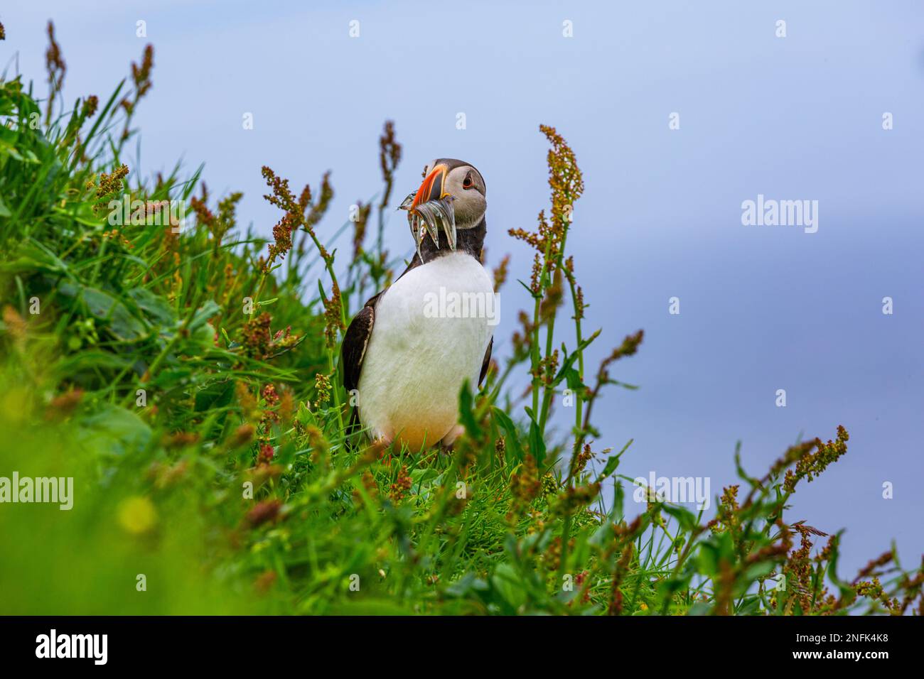 Puffins of the Faroe Islands, Mykines, Denmark, Europe Stock Photo - Alamy