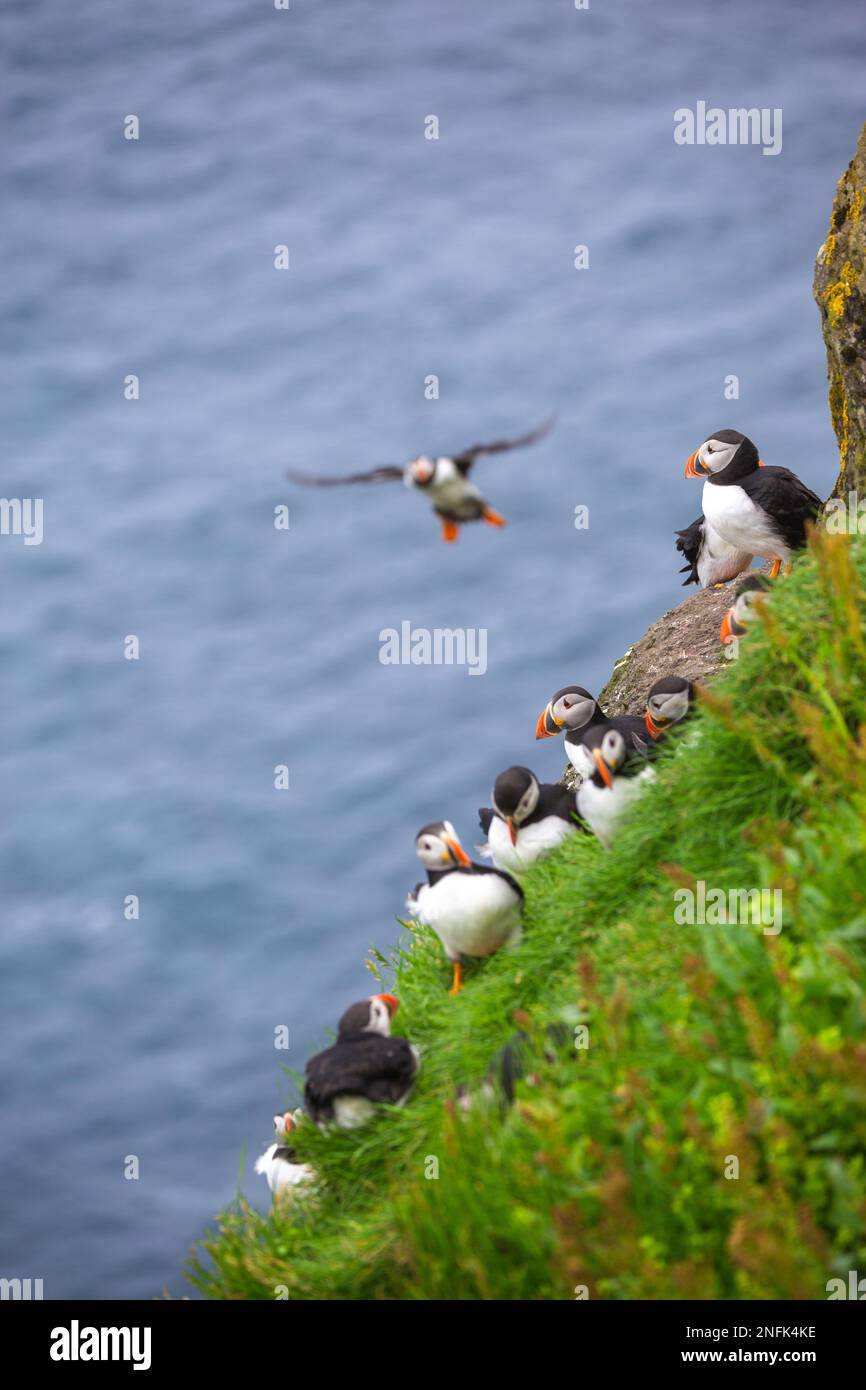 Puffins of the Faroe Islands, Mykines, Denmark, Europe Stock Photo - Alamy