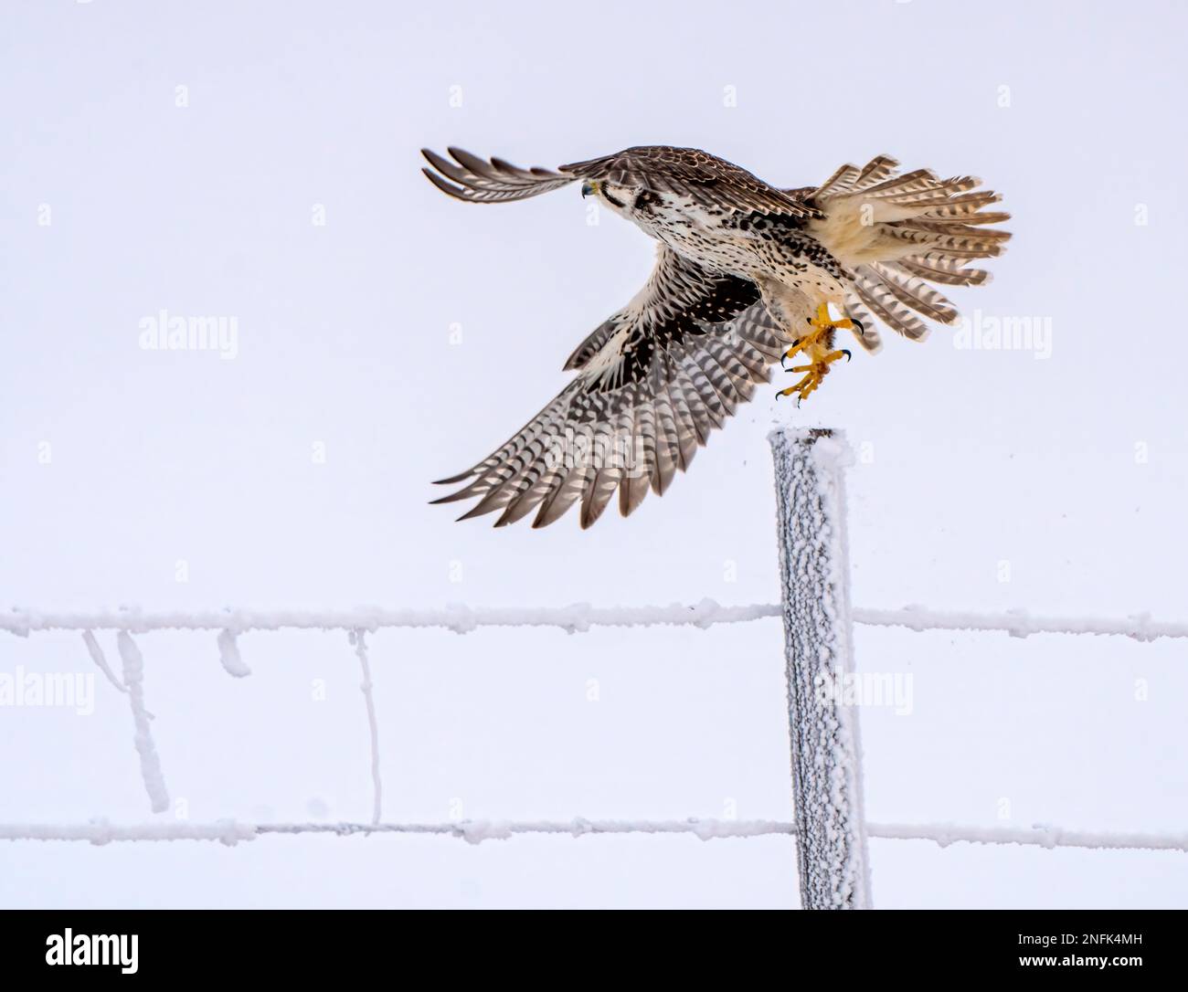 Peregrine Falcon in Flight Winter Saskatchewan Canada Stock Photo - Alamy