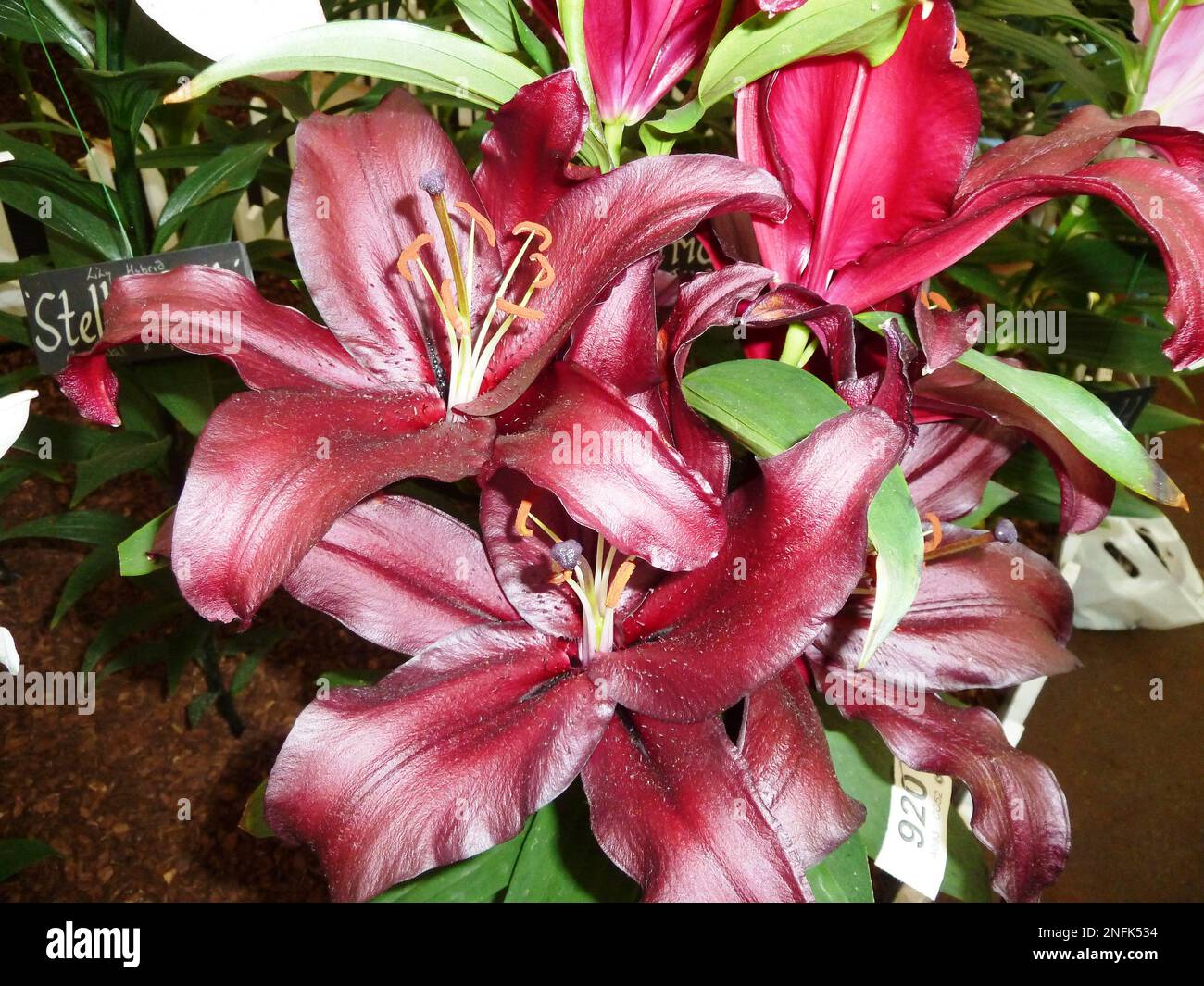 BBC Gardens, Birmingham, UK, lilies Stock Photo - Alamy