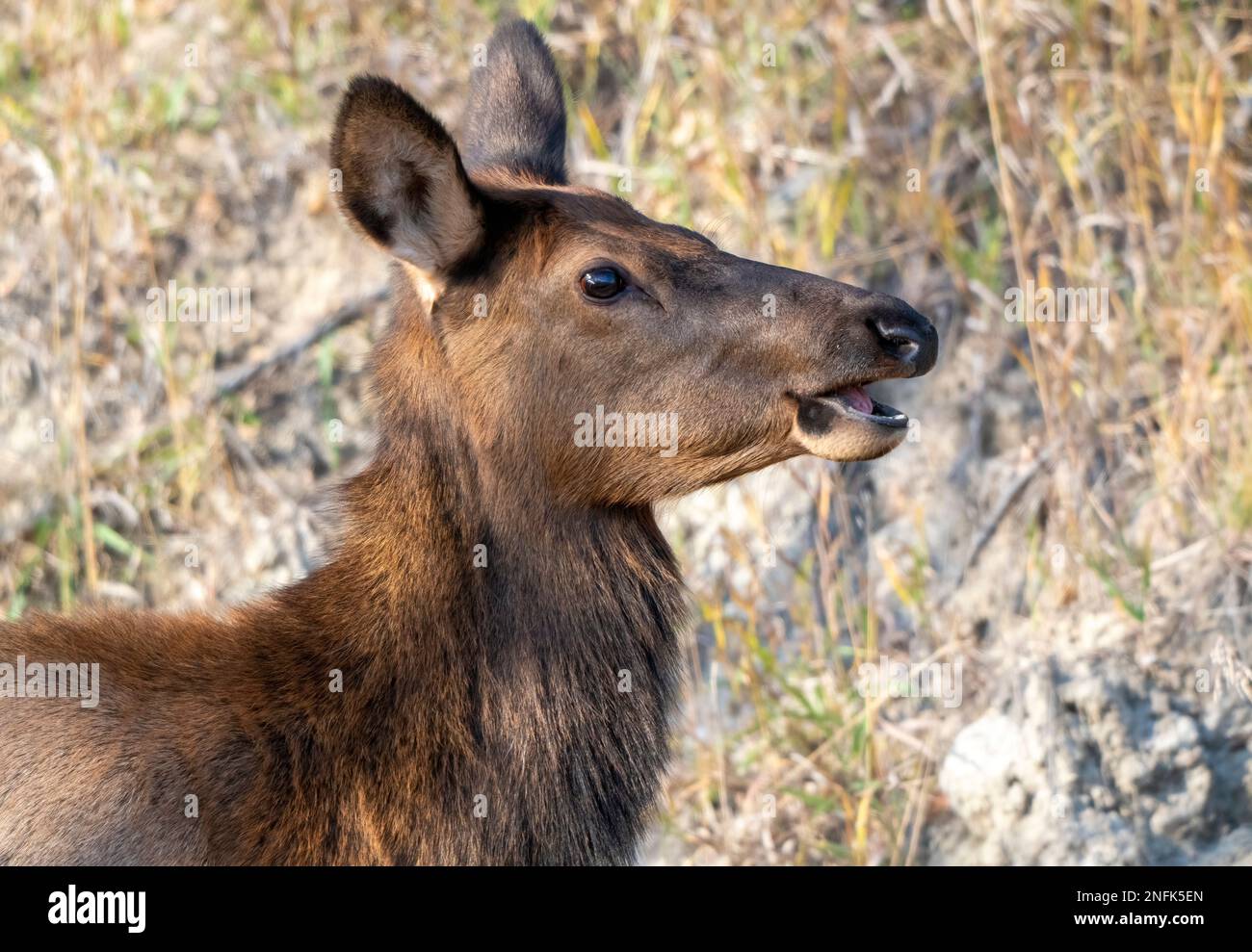 Wild Elk Close up Northern Saskatchewan Female Stock Photo - Alamy