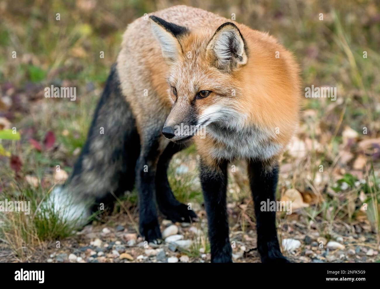 Wild Red Fox in Northern Canada Saskatchewan Stock Photo - Alamy