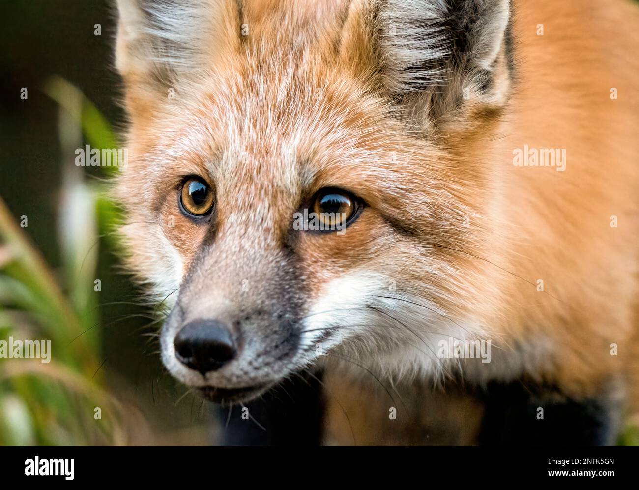 Wild Red Fox in Northern Canada Saskatchewan Stock Photo - Alamy