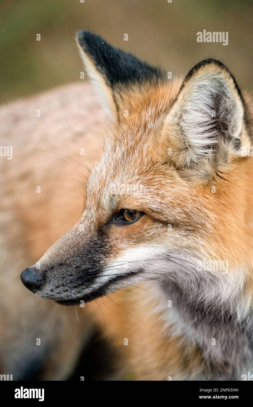 Wild Red Fox in Northern Canada Saskatchewan Stock Photo - Alamy