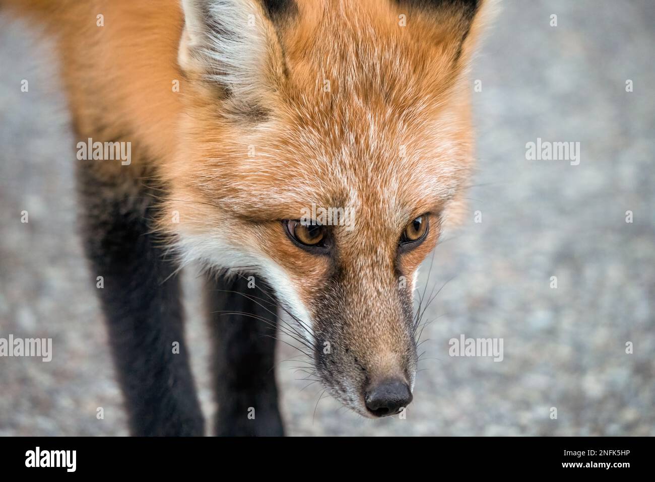 Wild Red Fox in Northern Canada Saskatchewan Stock Photo - Alamy