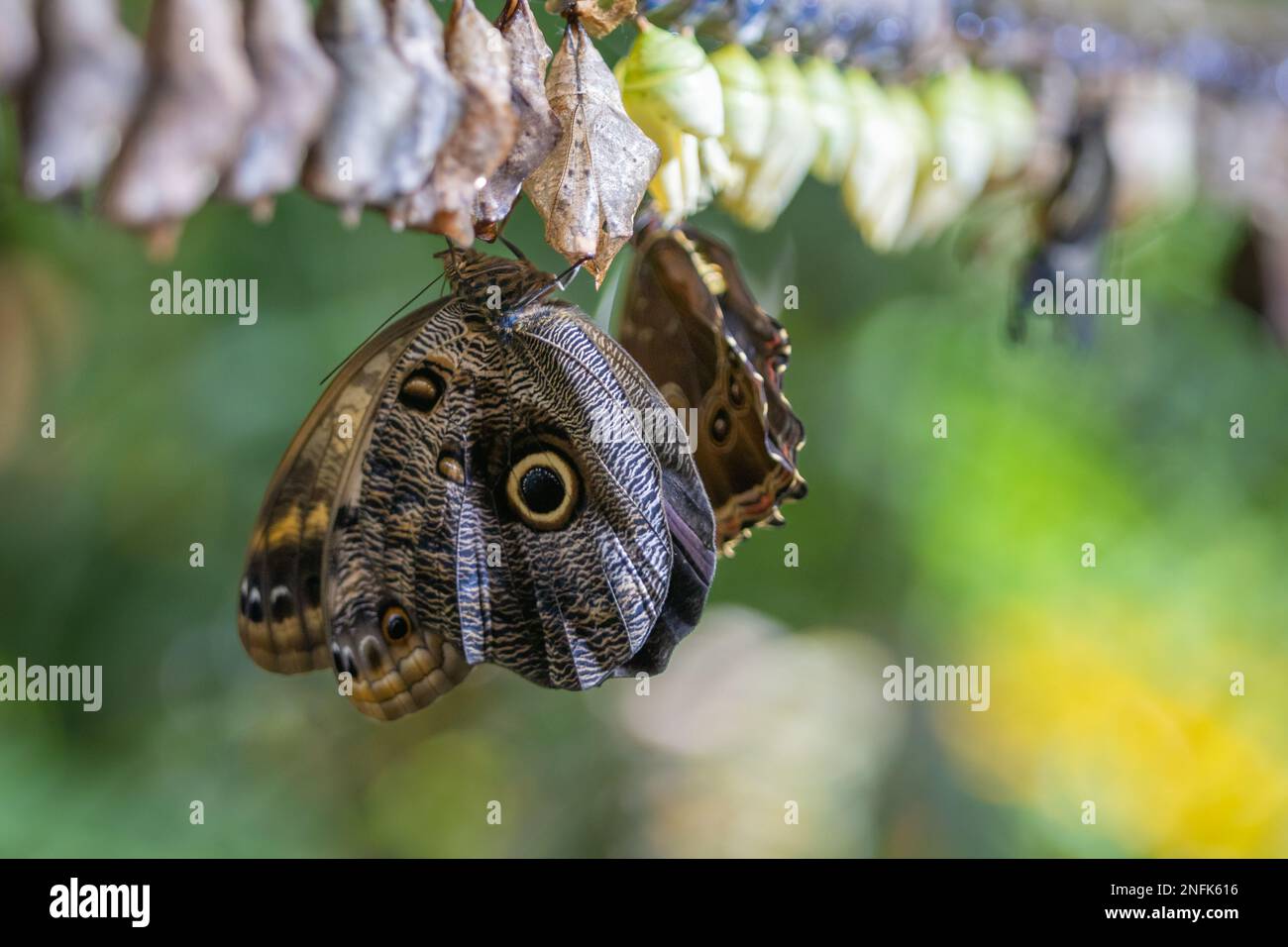 Blue butterfly life cycle hi-res stock photography and images - Alamy