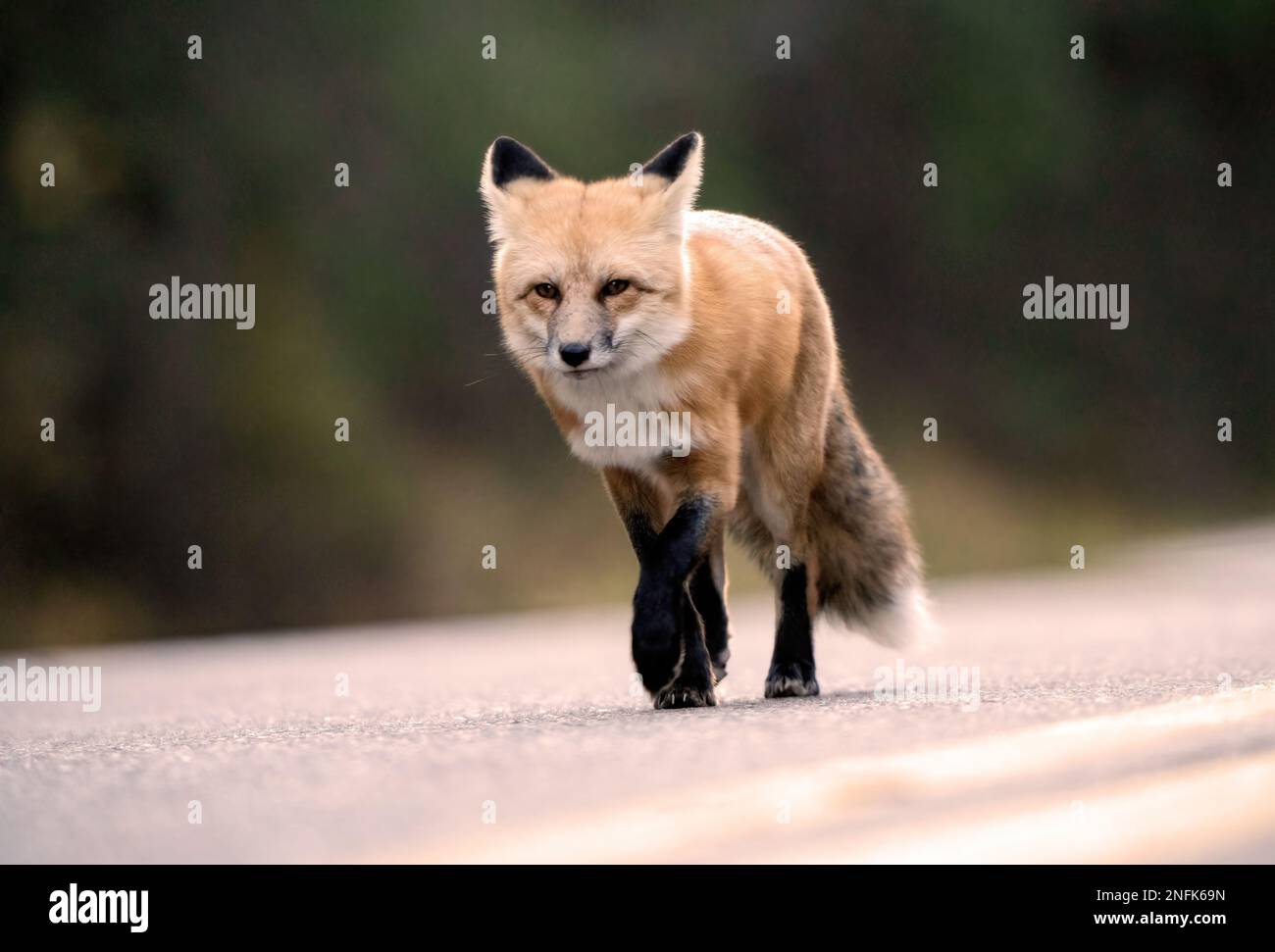 Wild Red Fox in Northern Canada Saskatchewan Stock Photo - Alamy