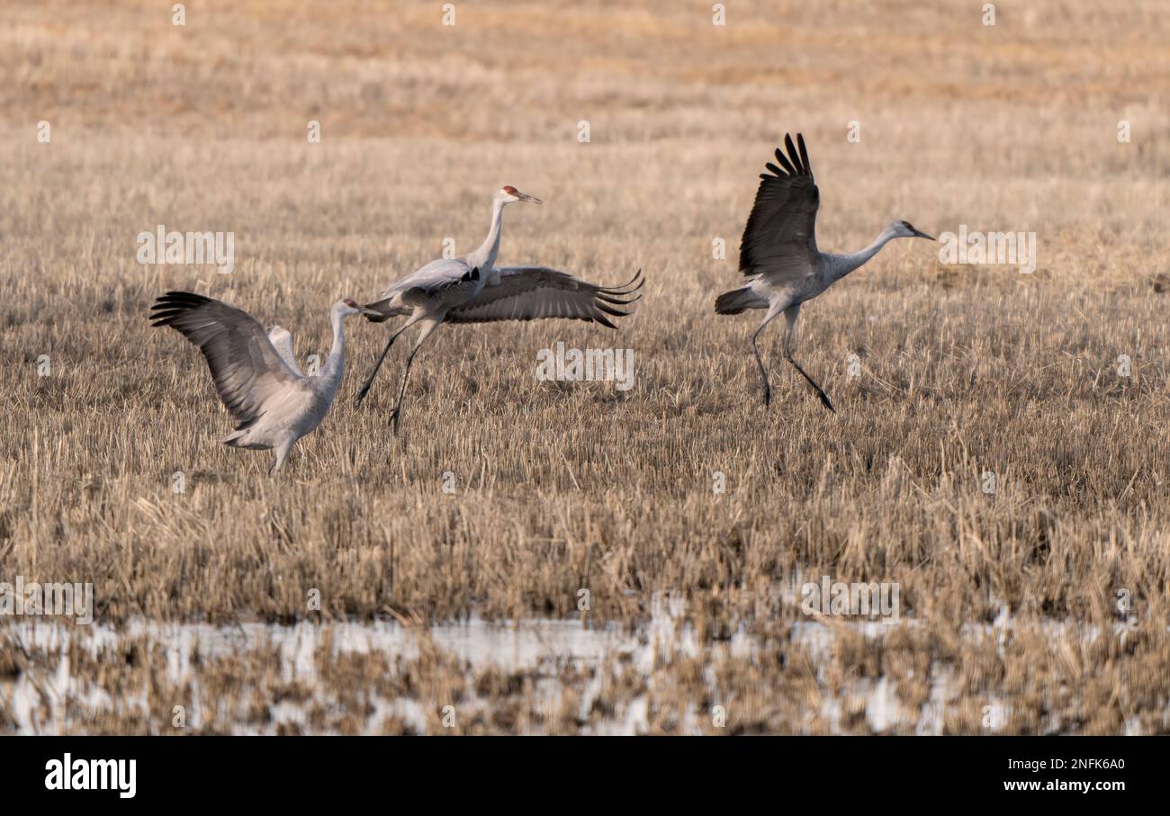 Sandhill Cranes Prairies in Flight and Mating Dance Canada Stock Photo ...