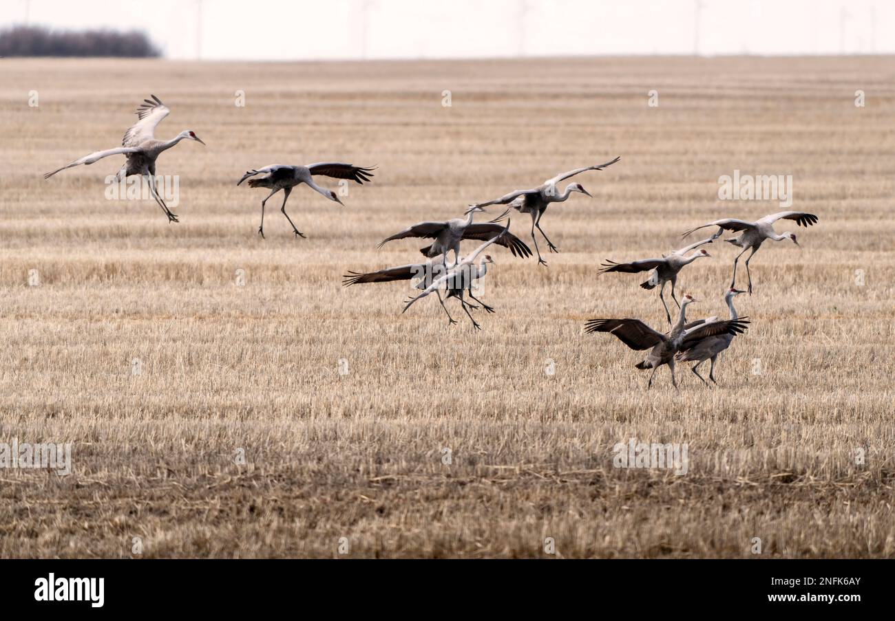 Sandhill Cranes Prairies in Flight and Mating Dance Canada Stock Photo ...