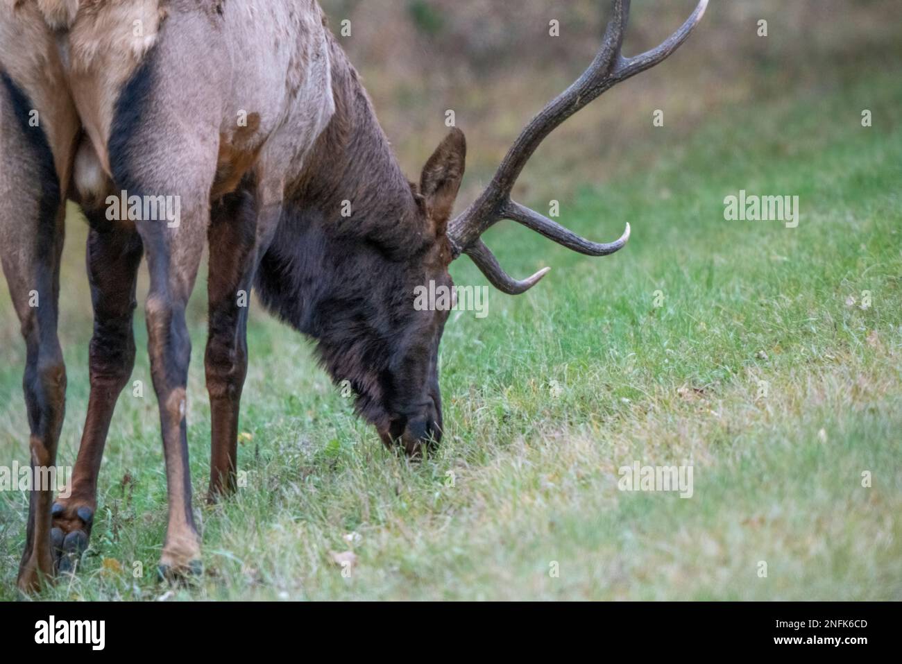 Wild Elk Close up Northern Saskatchewan Bull Stock Photo - Alamy