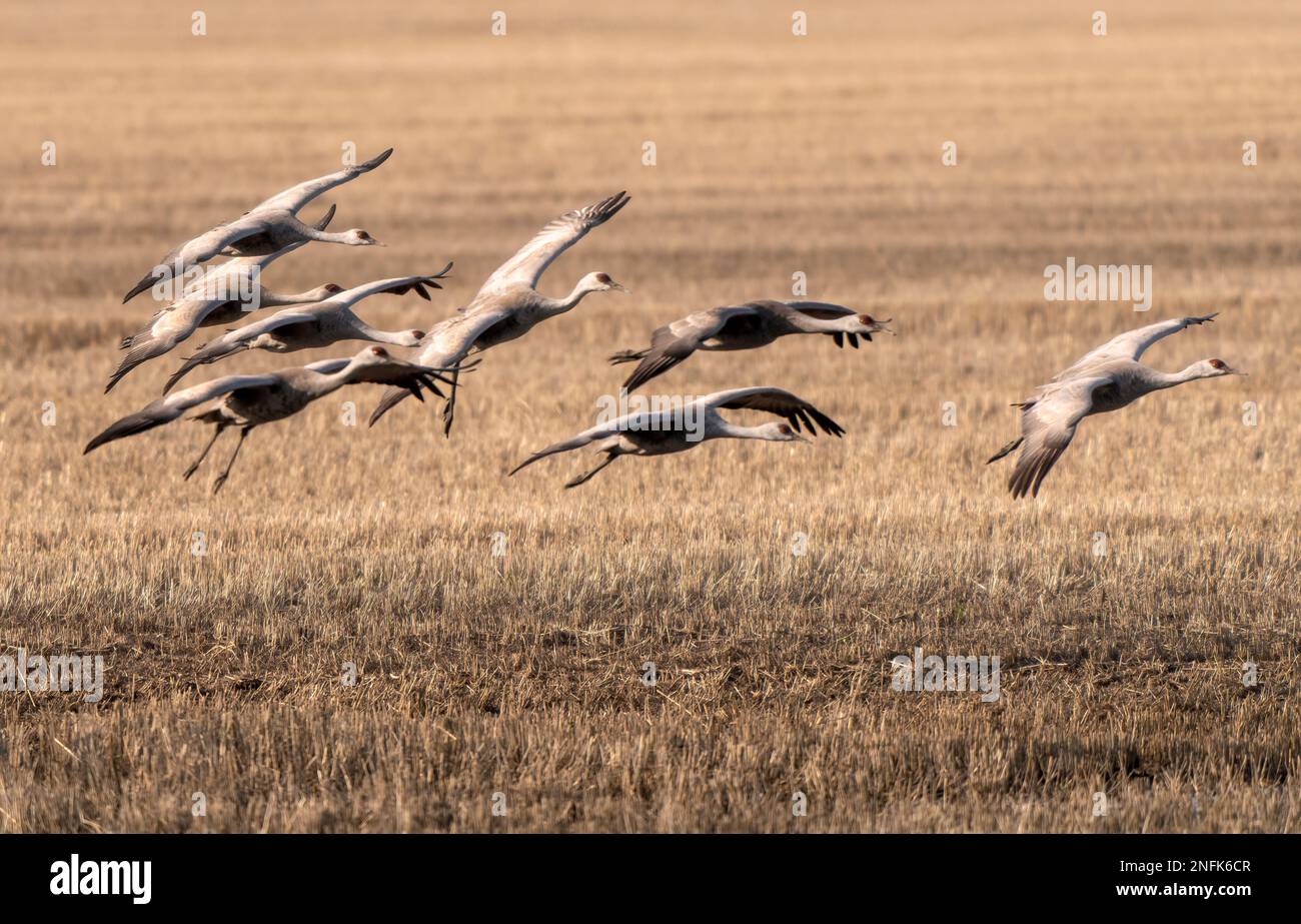 Sandhill Cranes Prairies in Flight and Mating Dance Canada Stock Photo ...
