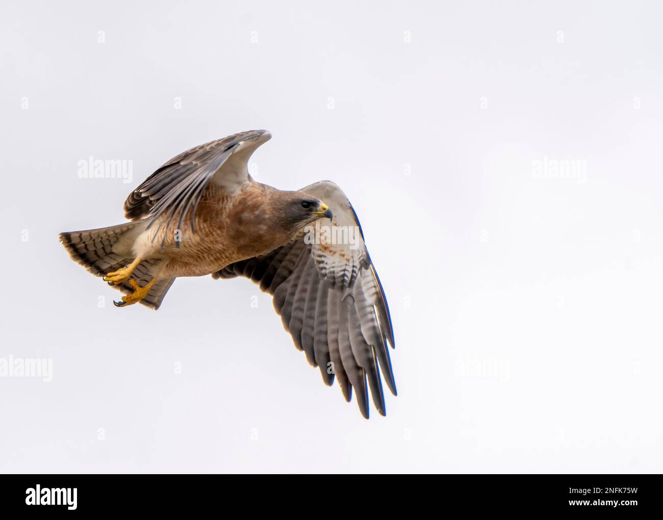 swainson's hawk Canada in Flight Saskatchewan Summer Stock Photo - Alamy