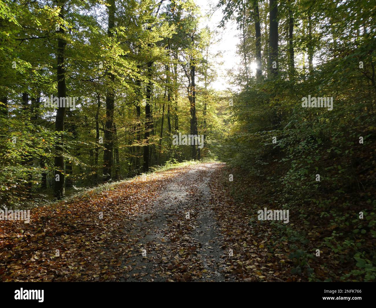 Sunlight beech fagus forest hi-res stock photography and images - Alamy