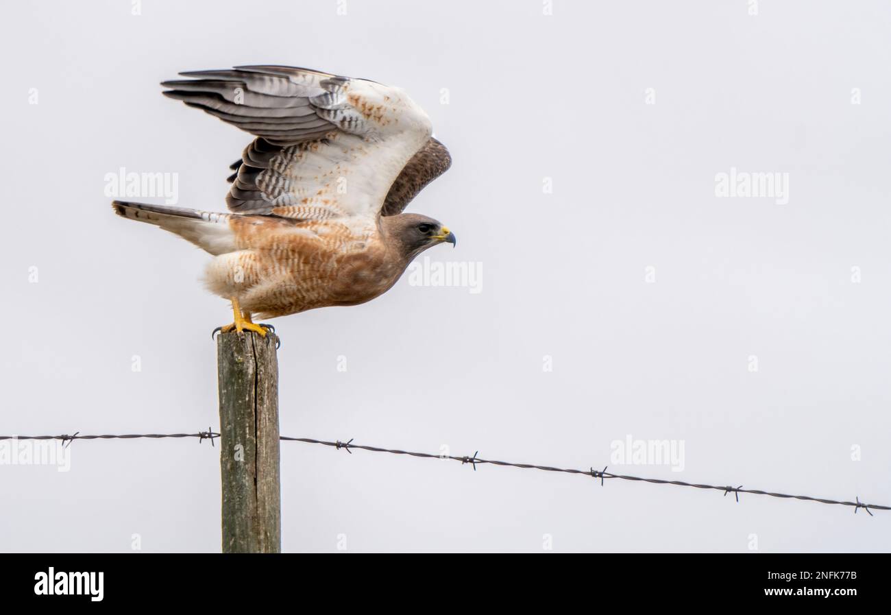 swainson's hawk Canada in Flight Saskatchewan Summer Stock Photo - Alamy