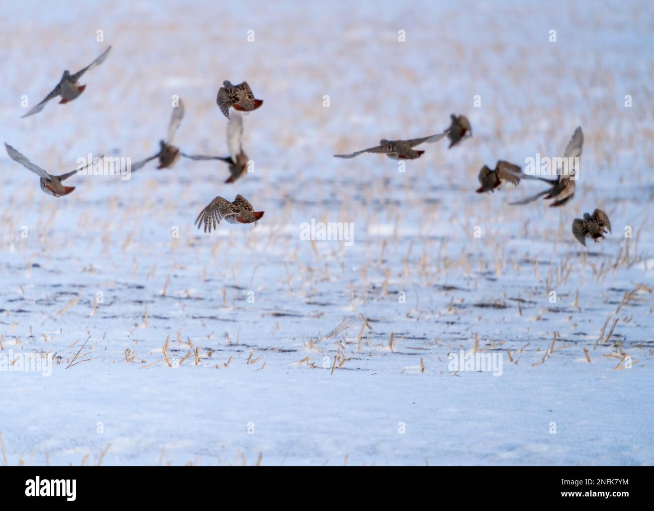 Partridge in flight hi-res stock photography and images - Alamy