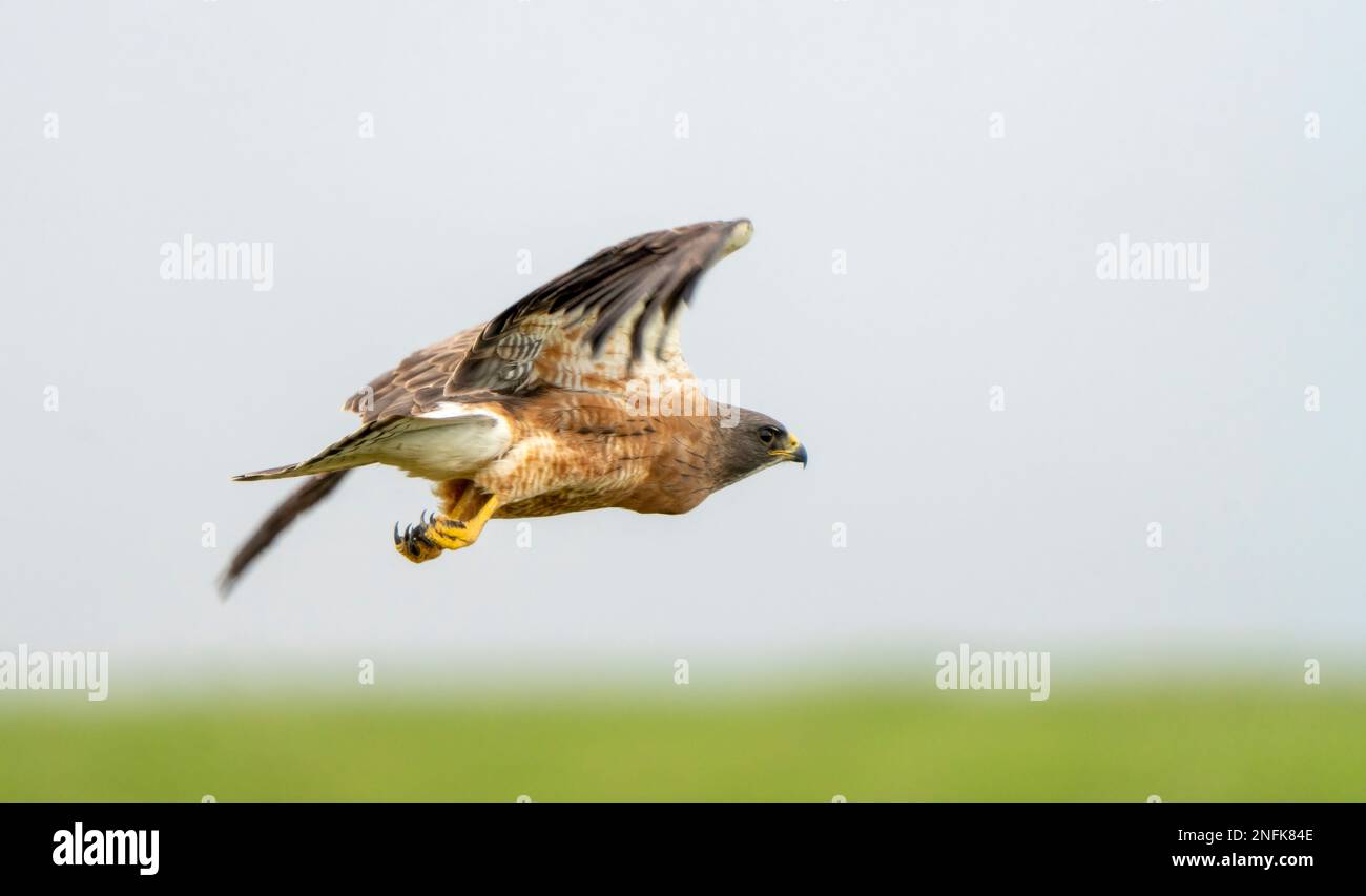 Swainsons hawk in flight hi-res stock photography and images - Alamy