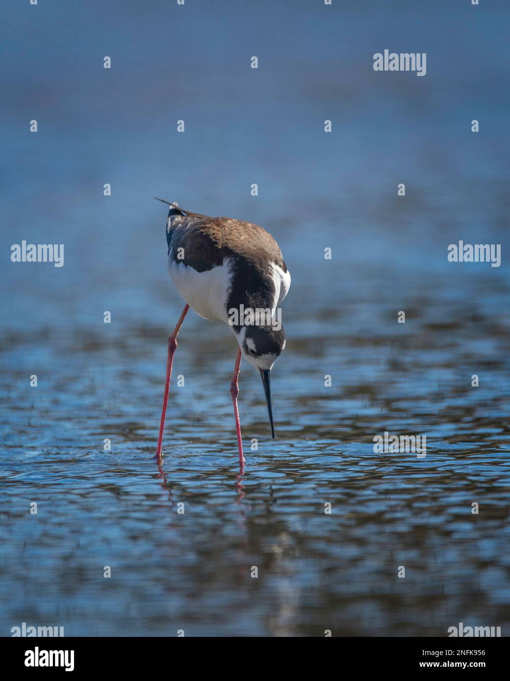 Bird birds stilts feather red hi-res stock photography and images - Alamy