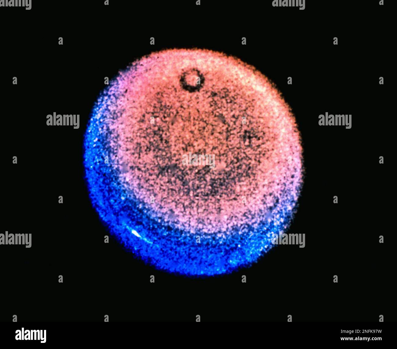 In this image provided by NASA, this false-color Voyager picture of ...