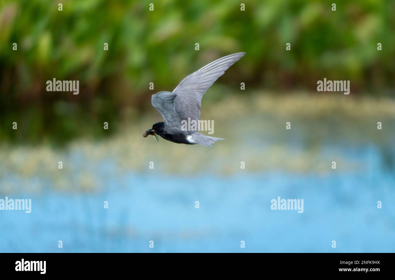 Bird with fish in hi-res stock photography and images - Alamy