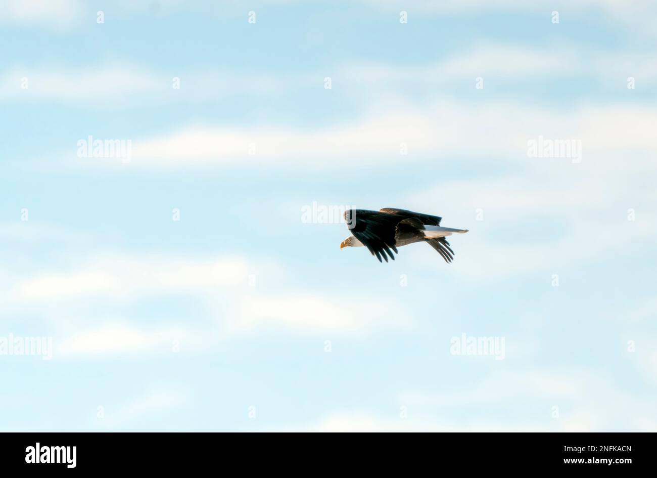 Bald Eagle in Flight winter Canadian Prairies Stock Photo - Alamy