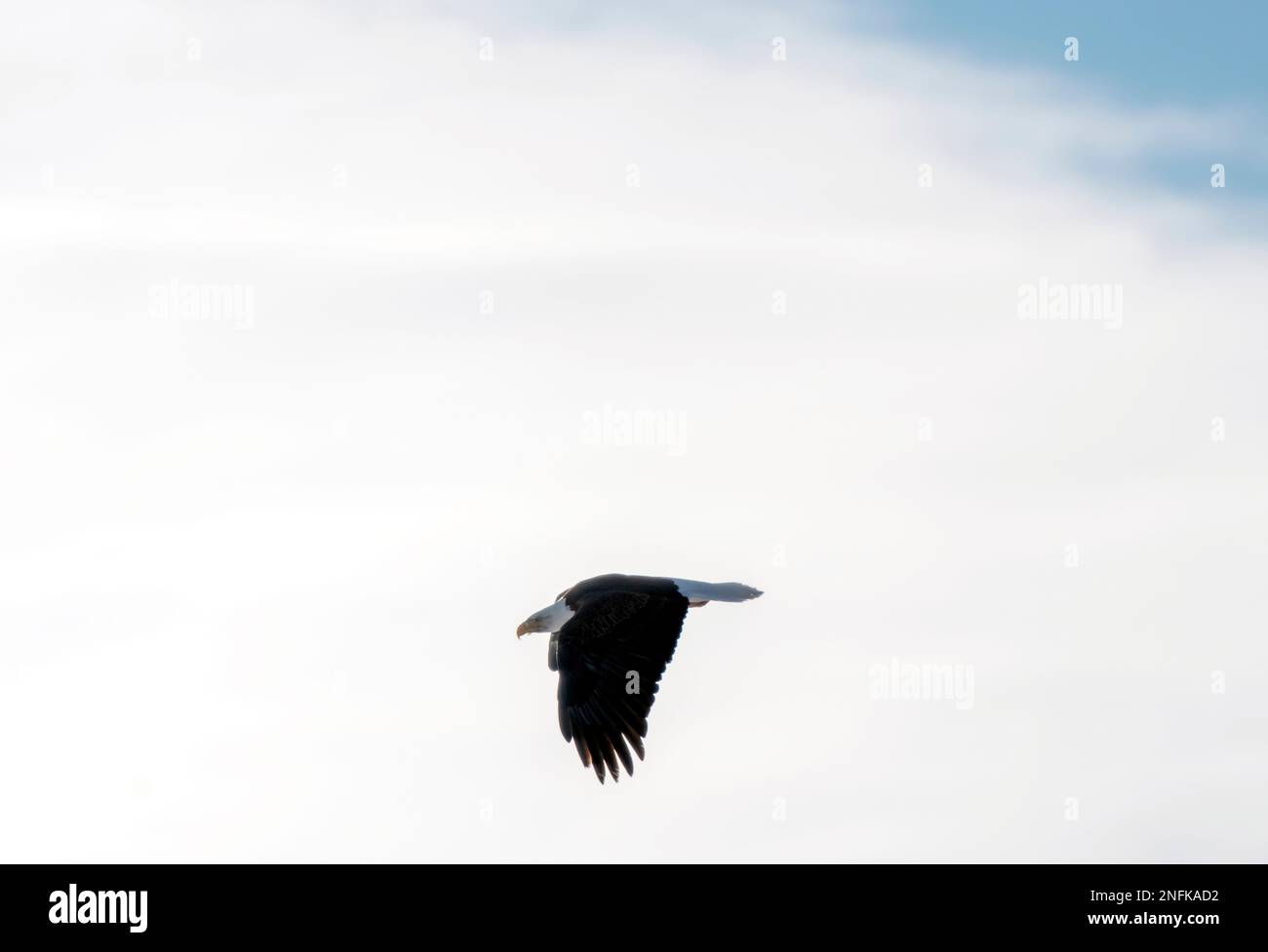 Bald Eagle in Flight winter Canadian Prairies Stock Photo - Alamy