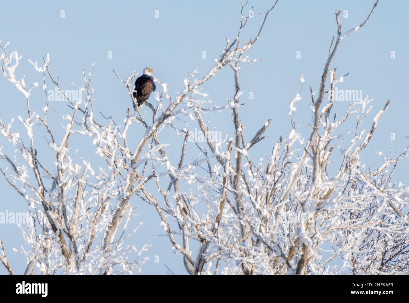 Bald Eagle in Flight winter Canadian Prairies Stock Photo - Alamy