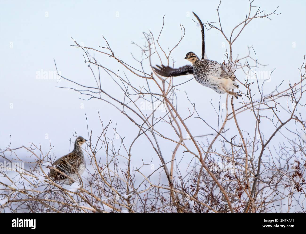 Sharp Tailed Grouse Prairie Scene Saskatchewan Canada Stock Photo - Alamy