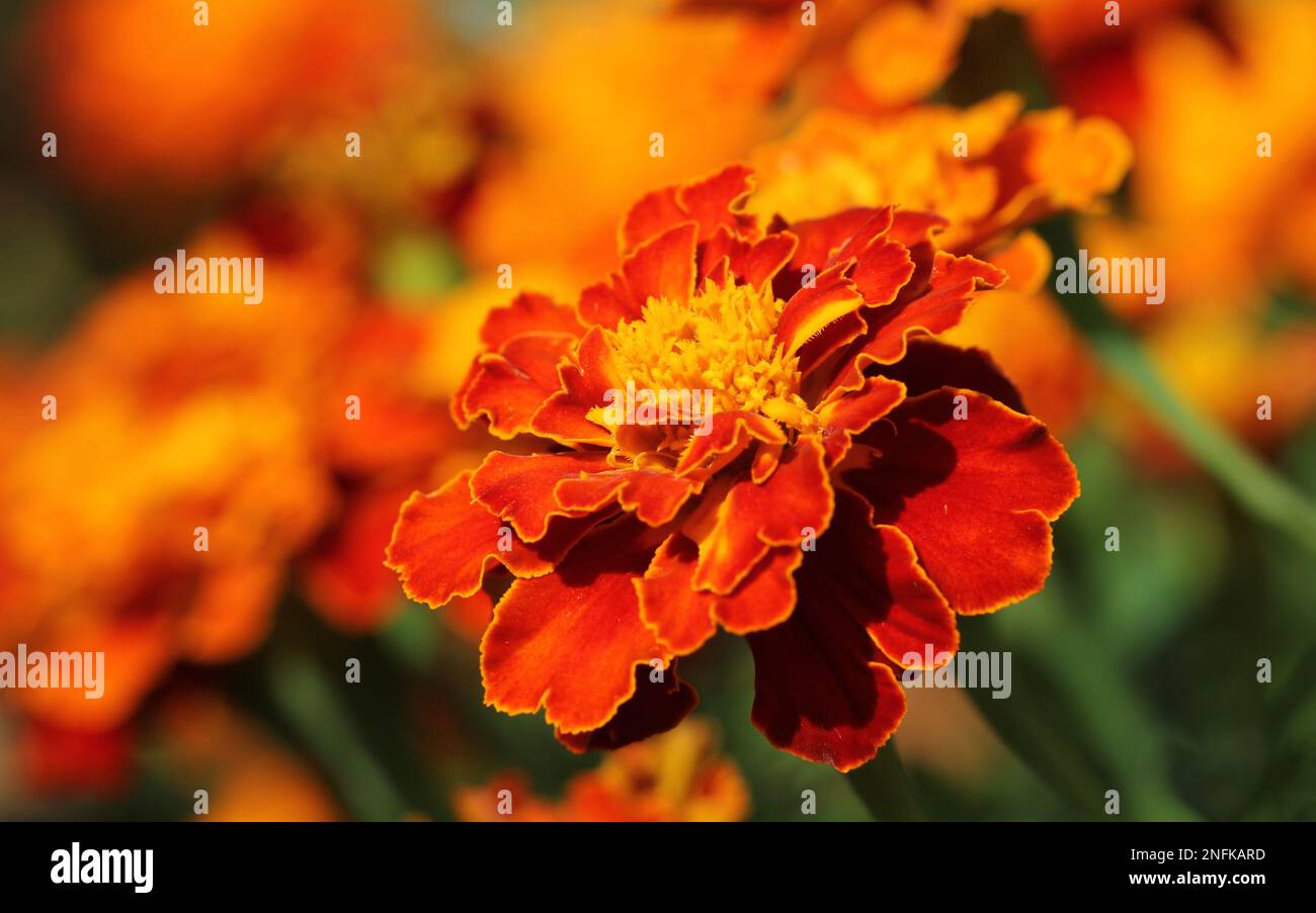 Red marigold flower hi-res stock photography and images - Alamy