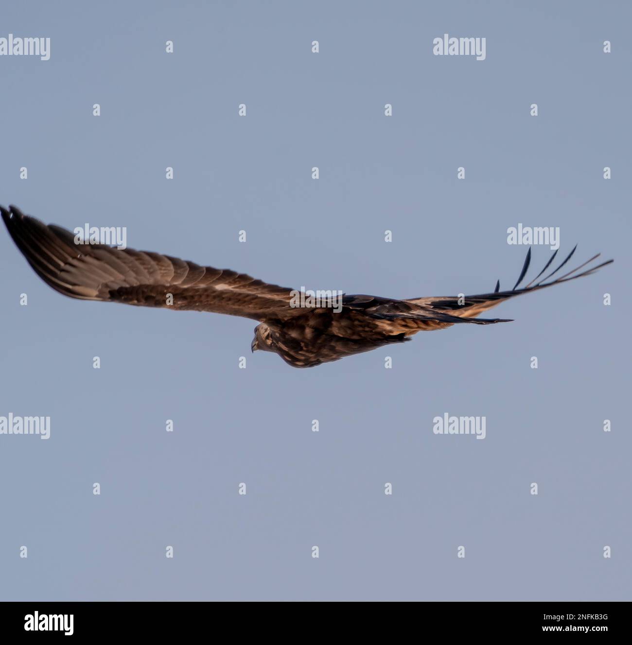 Golden Eagle Canada large majestic bird Prairies Canada Stock Photo - Alamy