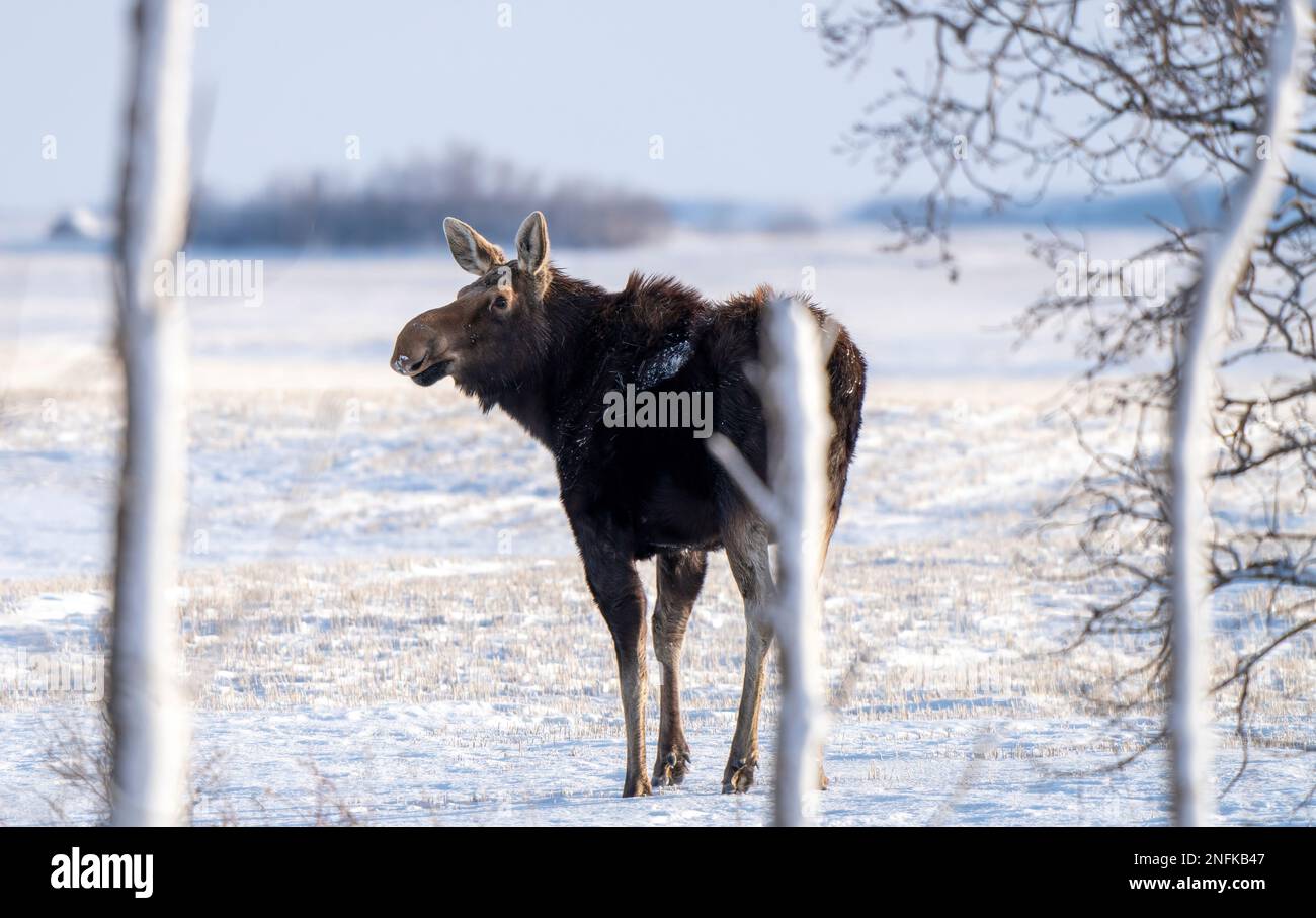 Moose fighting canada hi-res stock photography and images - Alamy